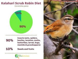 What Do Robins Eat? | Robins Diet By Types | What Eats Robins?