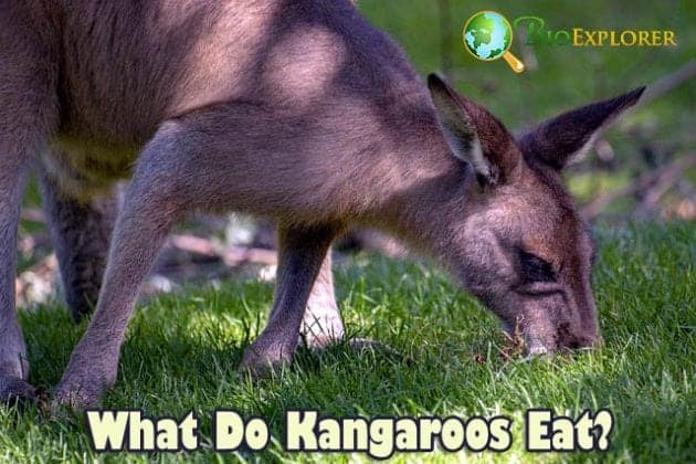 What Do Kangaroos Eat? | Kangaroos Diet by Types | What Eats Kangaroos?