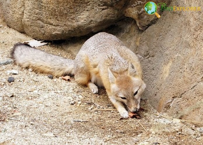 What Do Foxes Eat? | Foxes Diet By Species | What Eats Foxes?