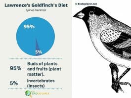 What Do Goldfinches Eat? | Goldfinch Diet By Types | What Eats Goldfinches?