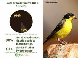 What Do Goldfinches Eat? | Goldfinch Diet By Types | What Eats Goldfinches?