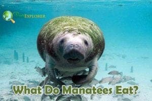 What Do Manatees Eat? | Manatees Diet By Types | What Eats Manatees?