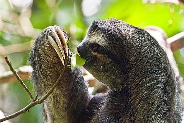 What Do Sloths Eat? | Sloths Diet By Types | What Eats Soths?