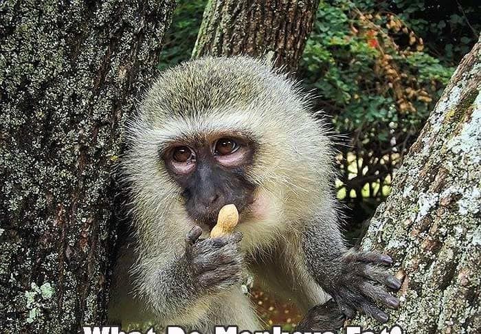 Orange Monkeys | Types of Orange-colored Monkeys | BioExplorer