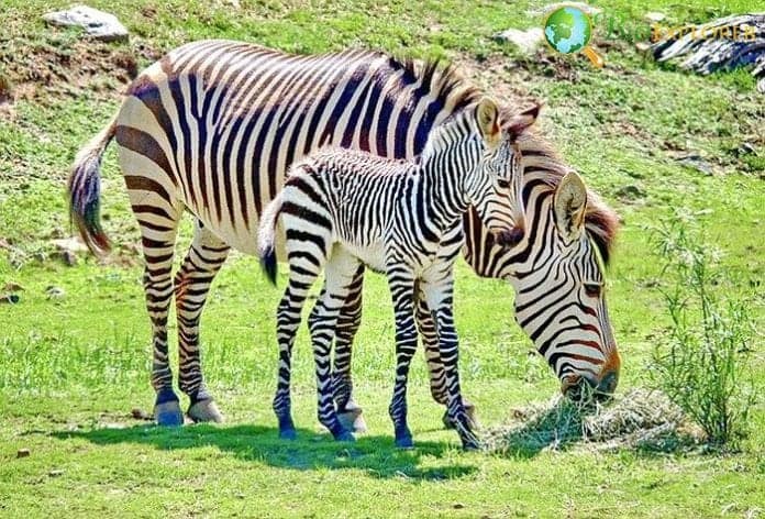 What Do Zebra Eat? | Zebras Diet by Types | What Eats Zebras?
