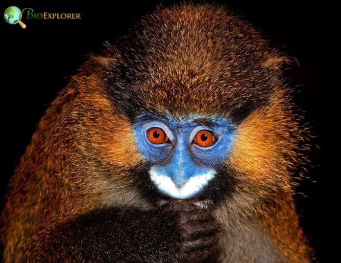 Moustached Guenon Characteristics | Cercopithecus Cephus Diet & Facts