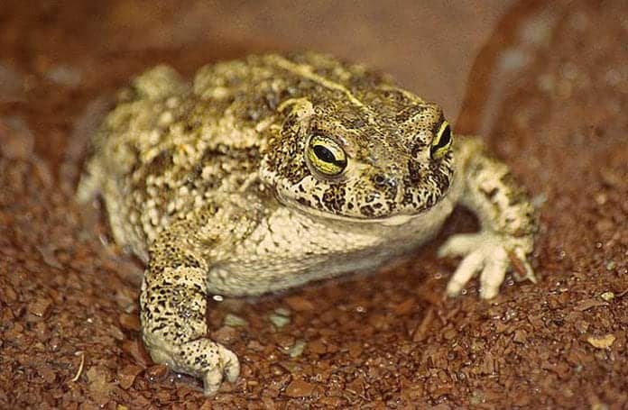 What Do Toads Eat? | Toads Diet By Types | What Eats Toads?
