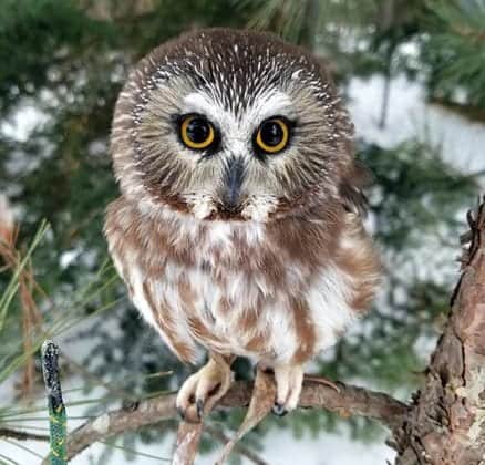 What Do Owls Eat? Owls Diet By Types | What Eats Owls? | BioExplorer
