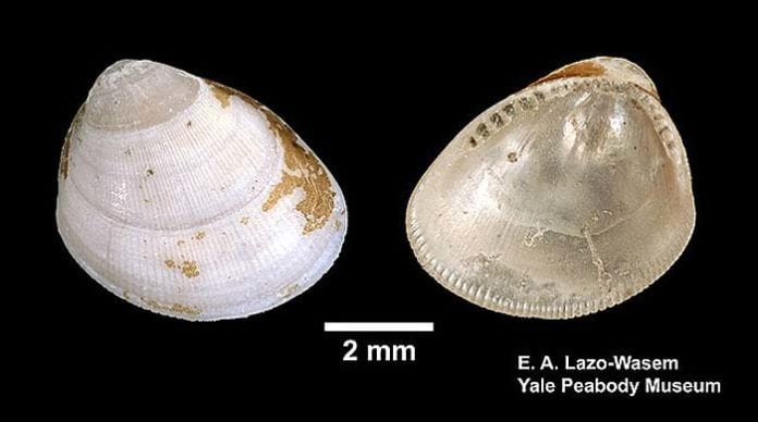 What Do Clams Eat? | Clams Diet By Types | What Eats Clams?