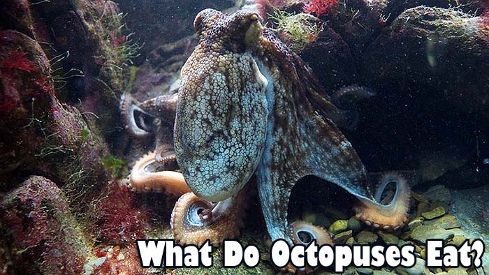 What Do Octopuses Eat? | Octopus Diet By Types | Biology Explorer