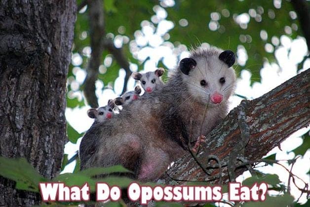What Do Opossums Eat? | Opossums Diet By Types | Biology Explorer