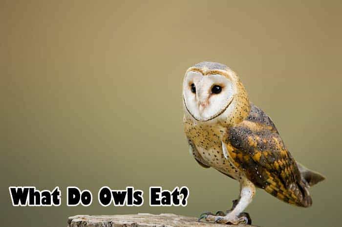 What Do Owls Eat? Owls Diet By Types | What Eats Owls? | BioExplorer