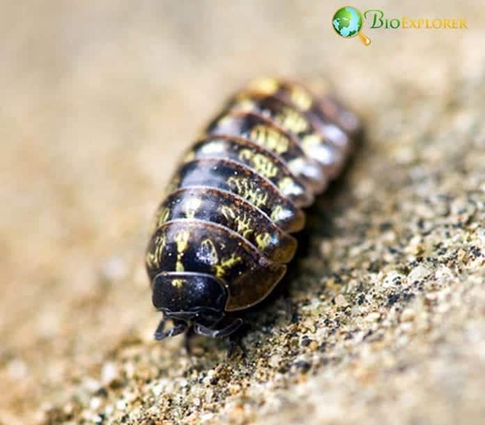 What Do Rolly Pollies Eat? | What Eats Rolly Pollies? | Biology Explorer