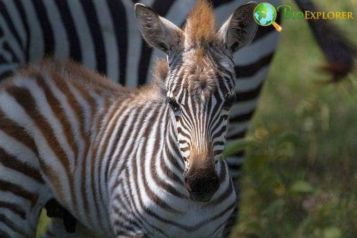 What Do Zebra Eat? | Zebras Diet by Types | What Eats Zebras?