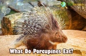 What Do Porcupines Eat? | Porcupines Diet By Types | BioExplorer