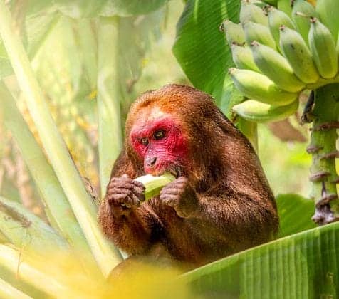 Red Monkeys | Red-colored Monkey Species | BioExplorer