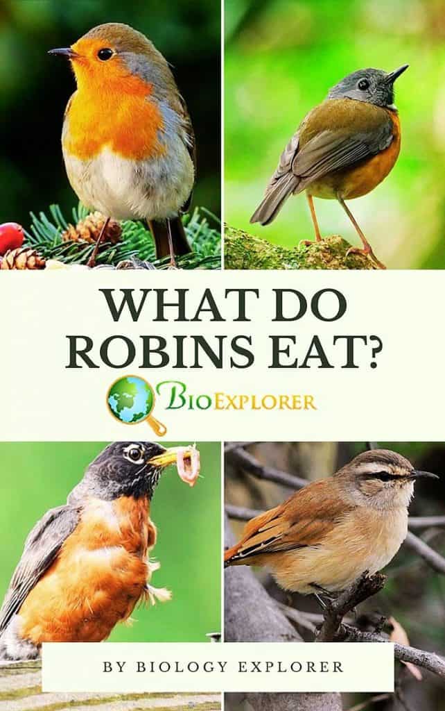 What Do Robins Eat? | Robins Diet By Types | What Eats Robins?