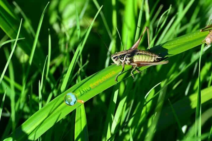 What Do Crickets Eat? | Cricket Diet By Types | What Eats Crickets?