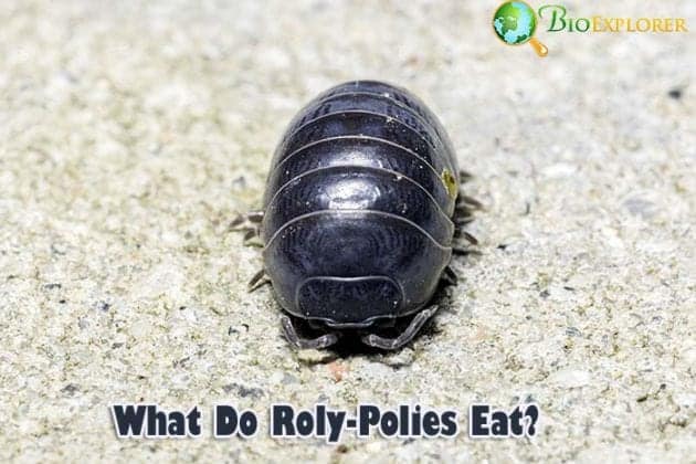 What Do Rolly Pollies Eat? | What Eats Rolly Pollies? | Biology Explorer