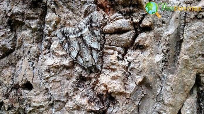 What Do Moths Eat? | What Eats Moths? | Moths Diet By Types