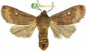 What Do Moths Eat? | What Eats Moths? | Moths Diet By Types