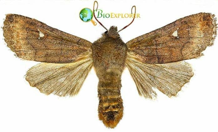 What Do Moths Eat? | What Eats Moths? | Moths Diet By Types