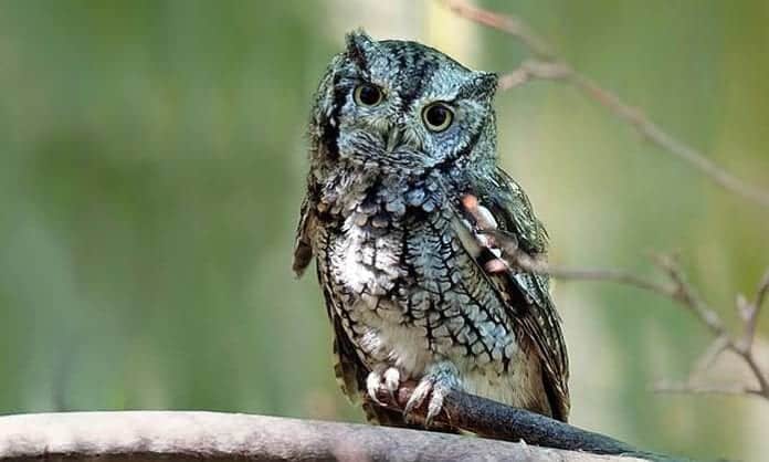 What Do Owls Eat? Owls Diet By Types | What Eats Owls? | BioExplorer