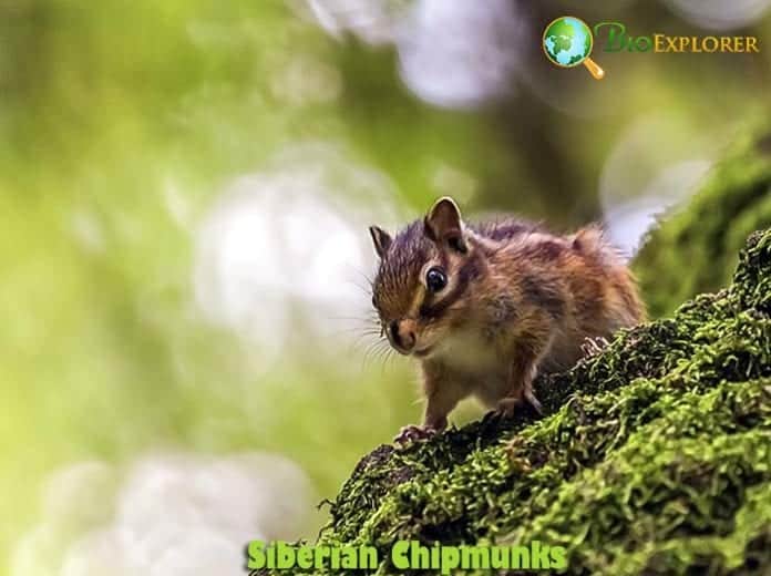 What Do Chipmunks Eat? | Chipmunks Diet By Types | BioExplorer.net