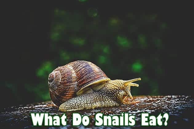 What Do Snails Eat? | Diet By Snail Types | What Eats Snails?