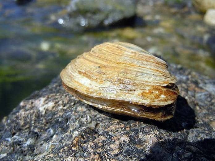 What Do Clams Eat? | Clams Diet By Types | What Eats Clams?