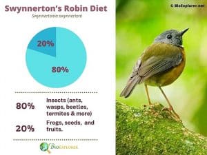 What Do Robins Eat? | Robins Diet By Types | What Eats Robins?