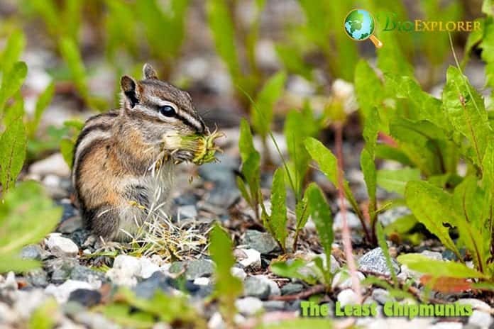 What Do Chipmunks Eat? | Chipmunks Diet By Types | BioExplorer.net