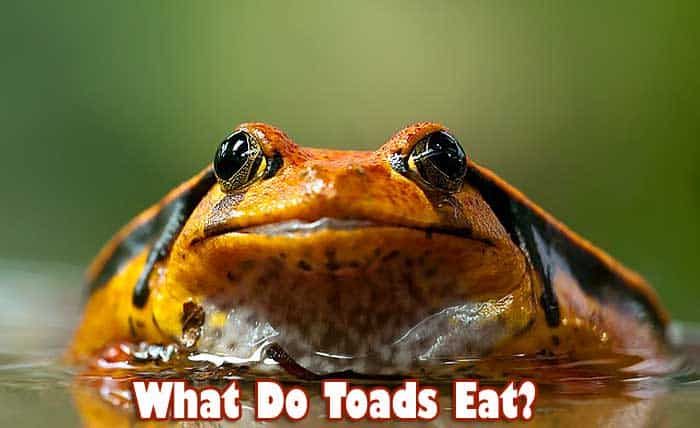 What Do Toads Eat? | Toads Diet By Types | What Eats Toads?