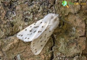 What Do Moths Eat? | What Eats Moths? | Moths Diet By Types