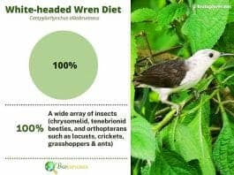 What Do Wrens Eat? | Wrens Diet By Types | Biology Explorer