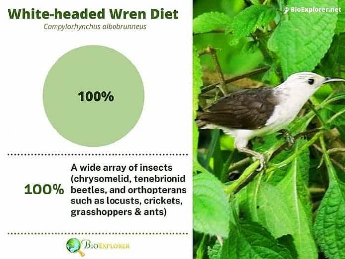 What Do Wrens Eat? | Wrens Diet By Types | Biology Explorer