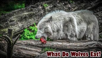 What Do Wolves Eat? | Wolves Diet By Types | What Eats Wolves?