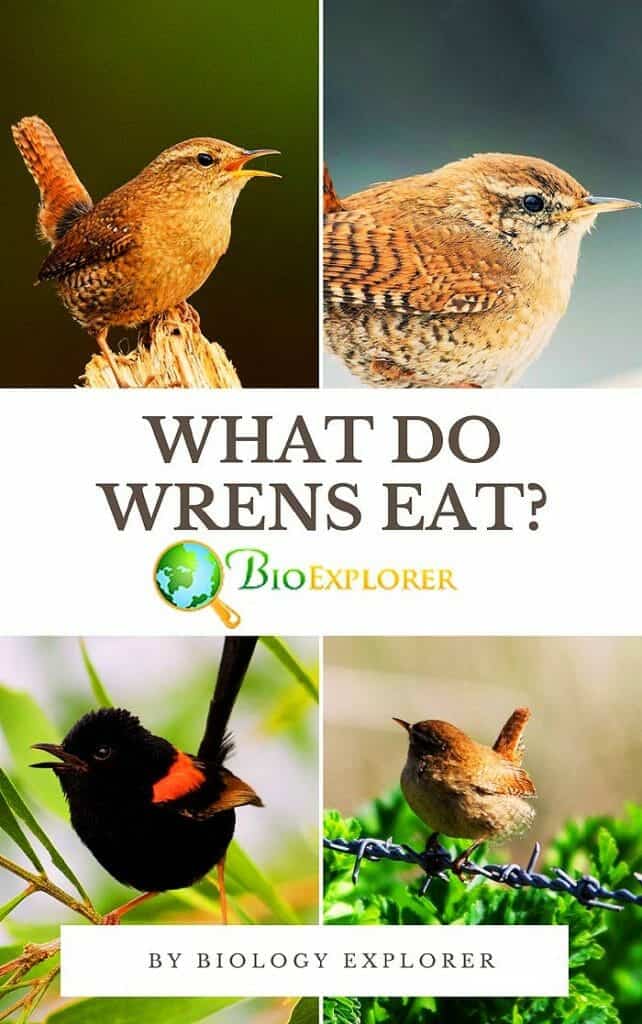 What Do Wrens Eat? | Wrens Diet By Types | Biology Explorer