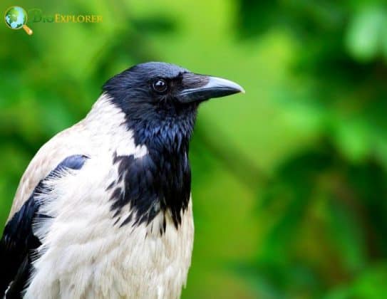Hooded Crow | Corvux Cornix | Black and White Bird | BioExplorer