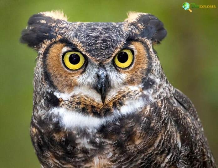 Flammulated Owl | Psiloscops flammeolus | BioExplorer