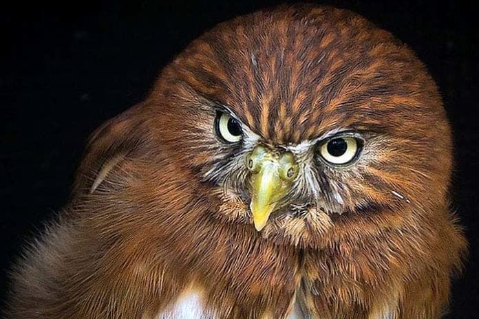 What Do Hummingbirds Eat? | Hummingbirds Diet By Types | BioExplorer