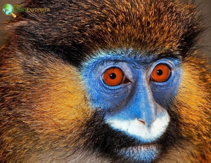 Moustached Guenon Characteristics | Cercopithecus Cephus Diet & Facts