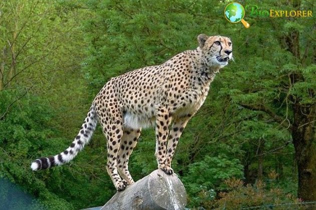 What Do Zebra Eat? | Zebras Diet by Types | What Eats Zebras?