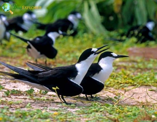 Sooty Tern | Onychoprion Fuscatus | Black and White Bird