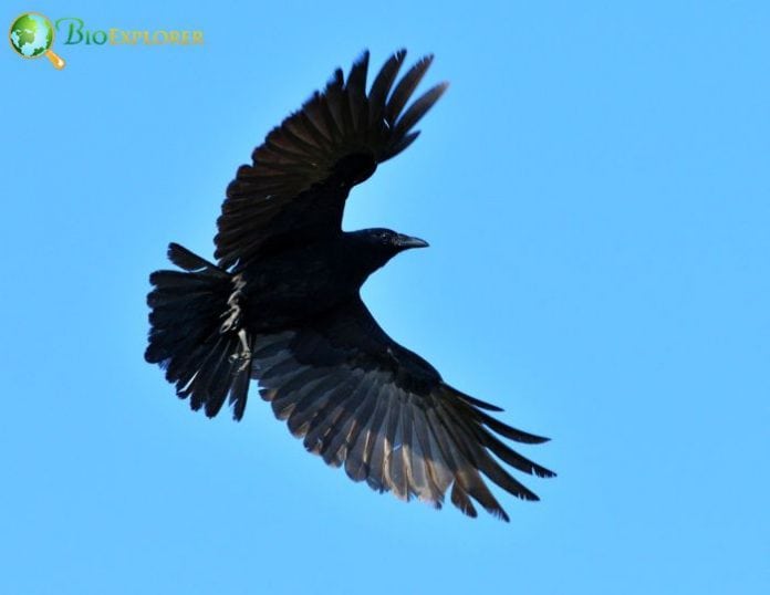 Fish Crow | Corvus Ossifragus | Black Bird | BioExplorer