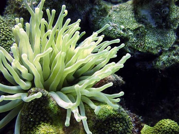 Marine Biology 101 | Unveiling the Wonders of Ocean Life