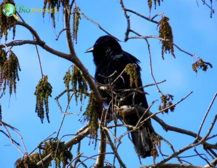 Fish Crow | Corvus Ossifragus | Black Bird | BioExplorer