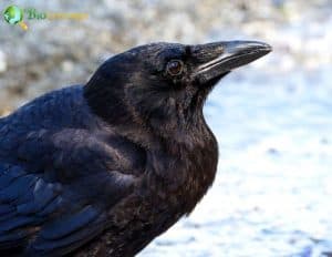 Northwestern Crow | Corvus Caurinus | Black Bird | BioExplorer