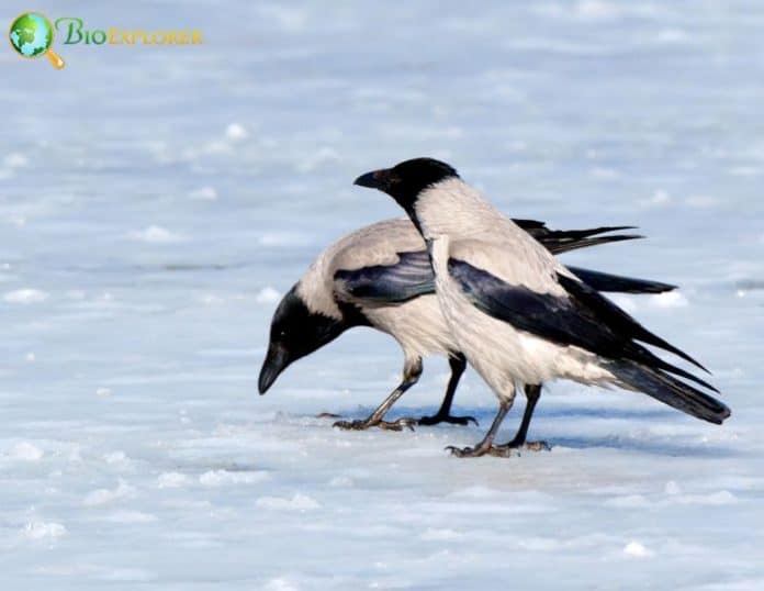 Hooded Crow | Corvux Cornix | Black and White Bird | BioExplorer