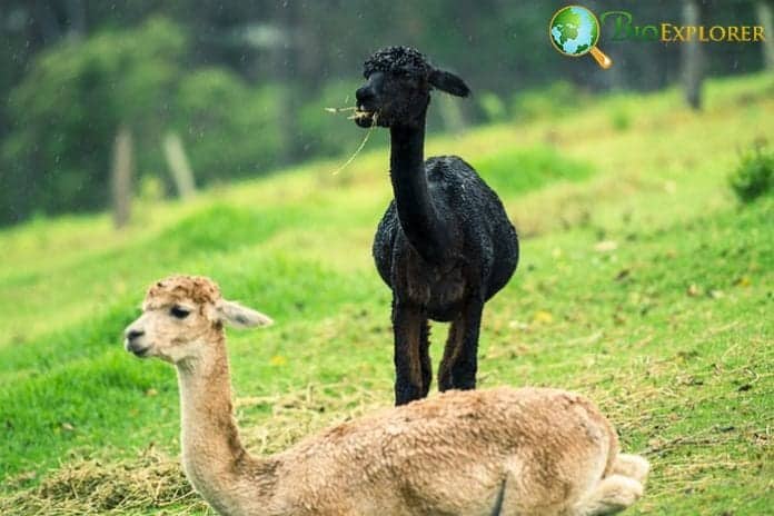 What Do Alpacas Eat? | Alpacas Diet By Types | Biology Explorer